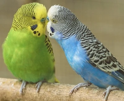 Budgie | Khyler’s Imagination Tank Wiki | Fandom