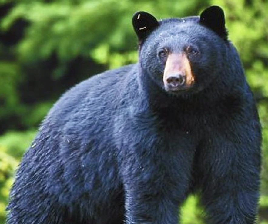 Black Bear | Khyler’s Imagination Tank Wiki | Fandom