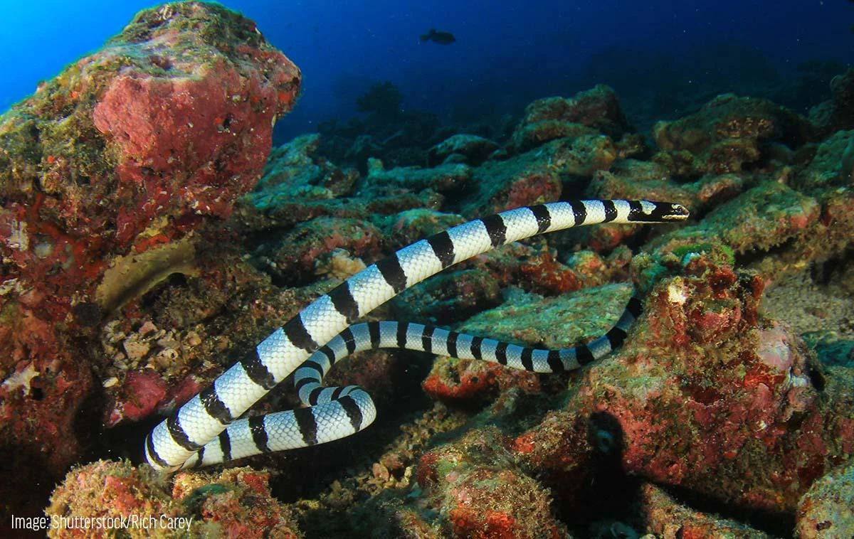 Sea Snake | Khyler’s Imagination Tank Wiki | Fandom