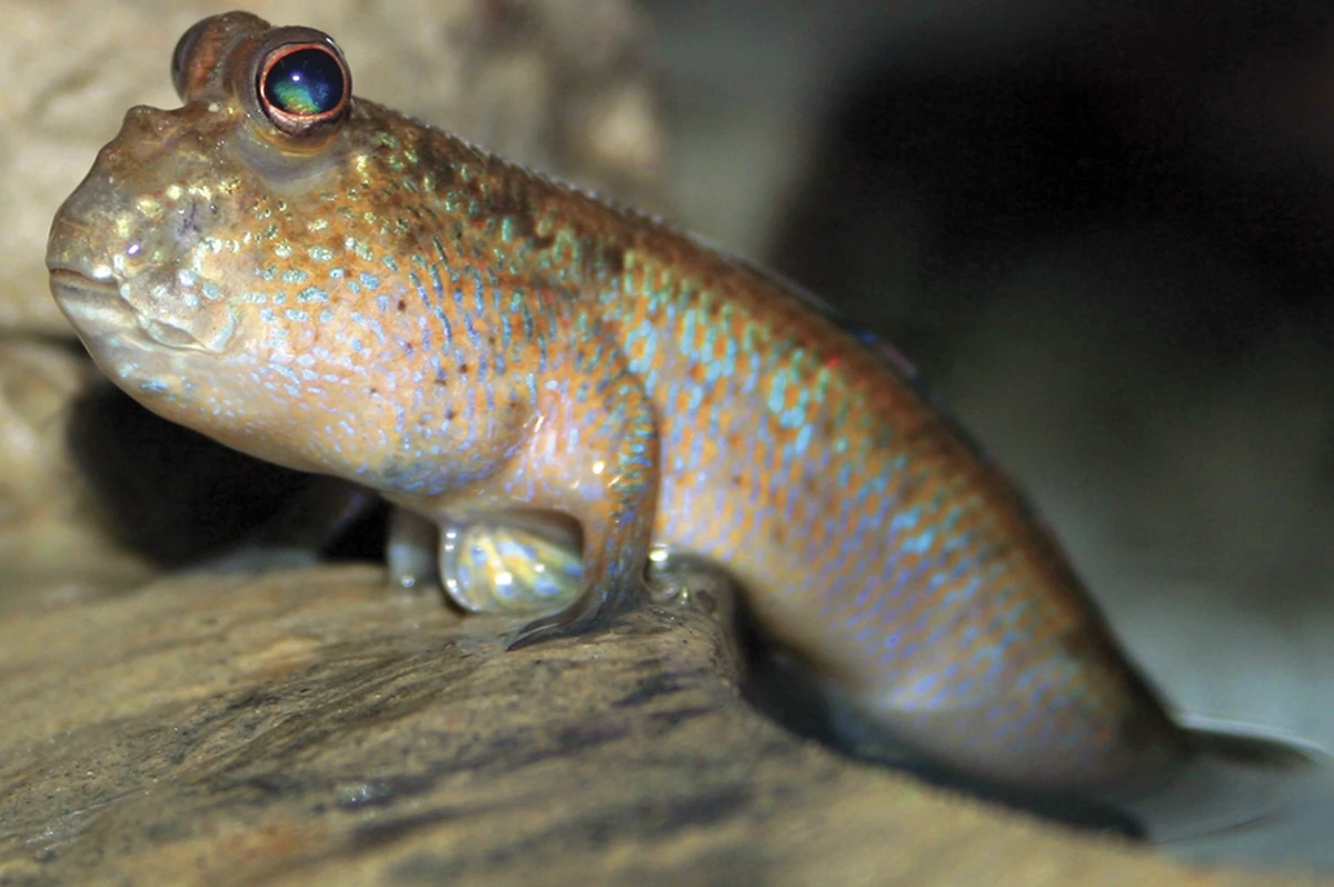 Mudskipper | Khyler’s Imagination Tank Wiki | Fandom