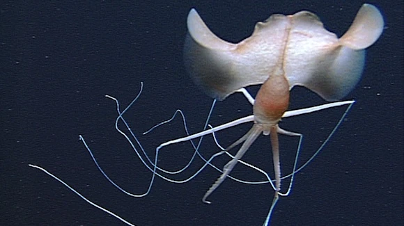 Long Armed Squid | Khyler’s Imagination Tank Wiki | Fandom