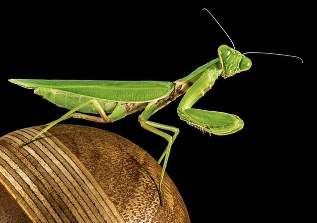 Praying Mantis | Khyler’s Imagination Tank Wiki | Fandom