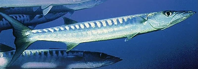 Barracuda | Khyler’s Imagination Tank Wiki | Fandom