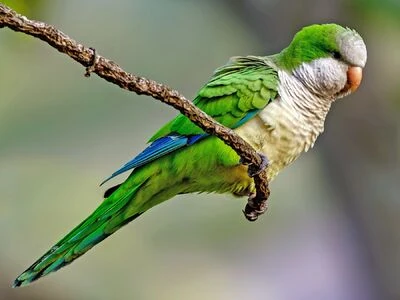 Monk Parakeet | Khyler’s Imagination Tank Wiki | Fandom