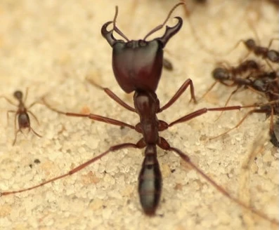 Driver Ant | Khyler’s Imagination Tank Wiki | Fandom