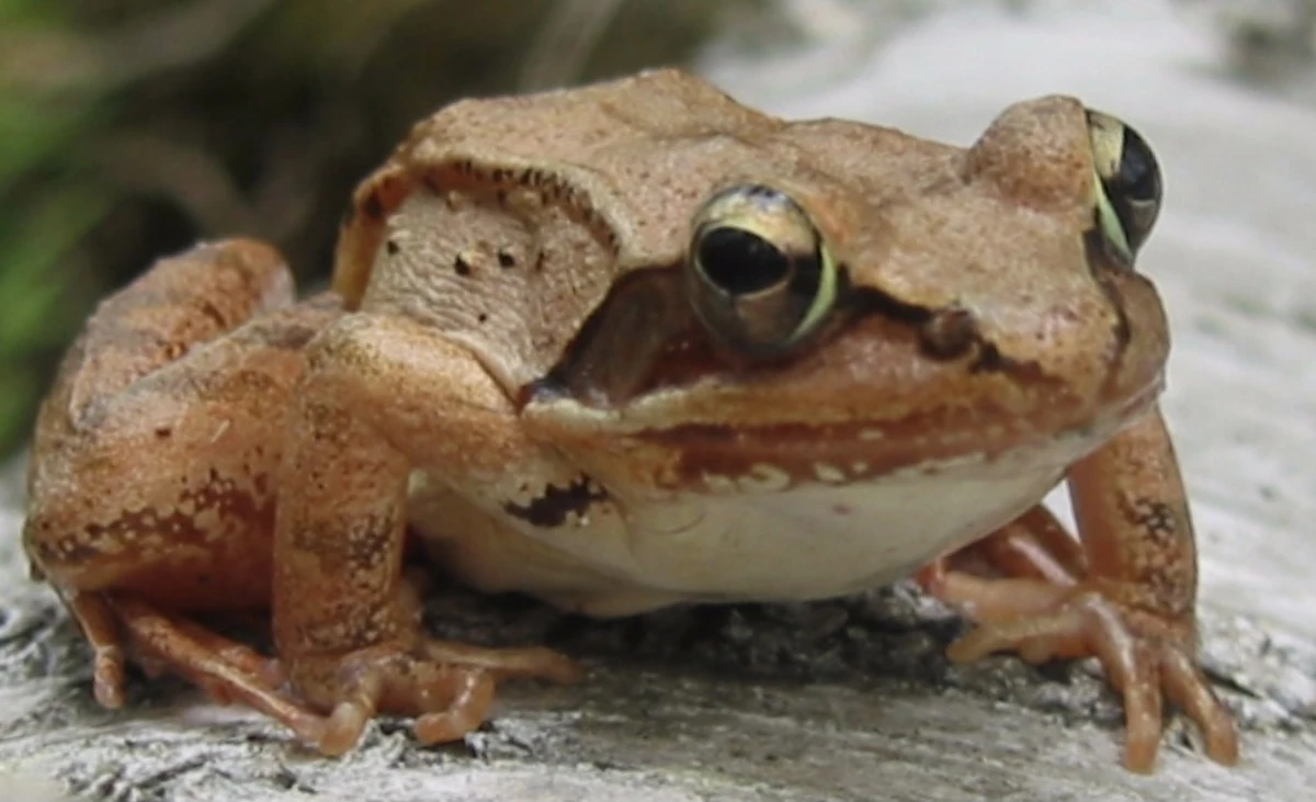 Wood Frog | Khyler’s Imagination Tank Wiki | Fandom