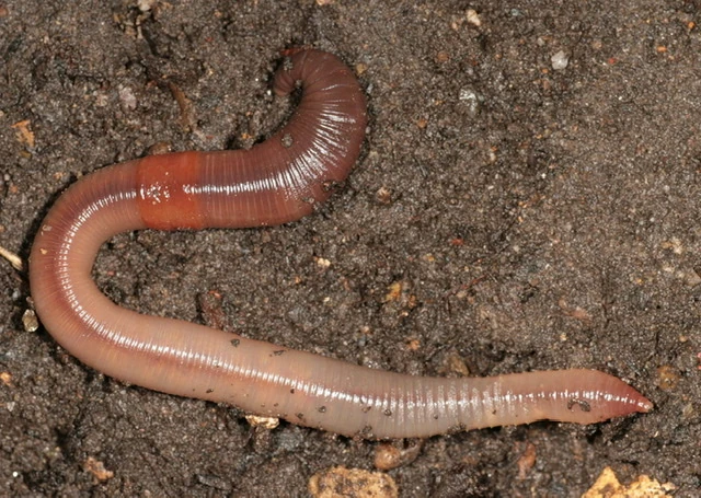Earthworms | Khyler’s Imagination Tank Wiki | Fandom