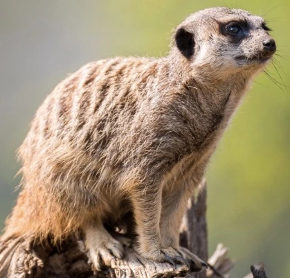 Meerkat | Khyler’s Imagination Tank Wiki | Fandom