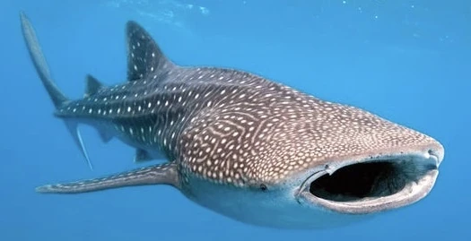 Whale Shark | Khyler’s Imagination Tank Wiki | Fandom