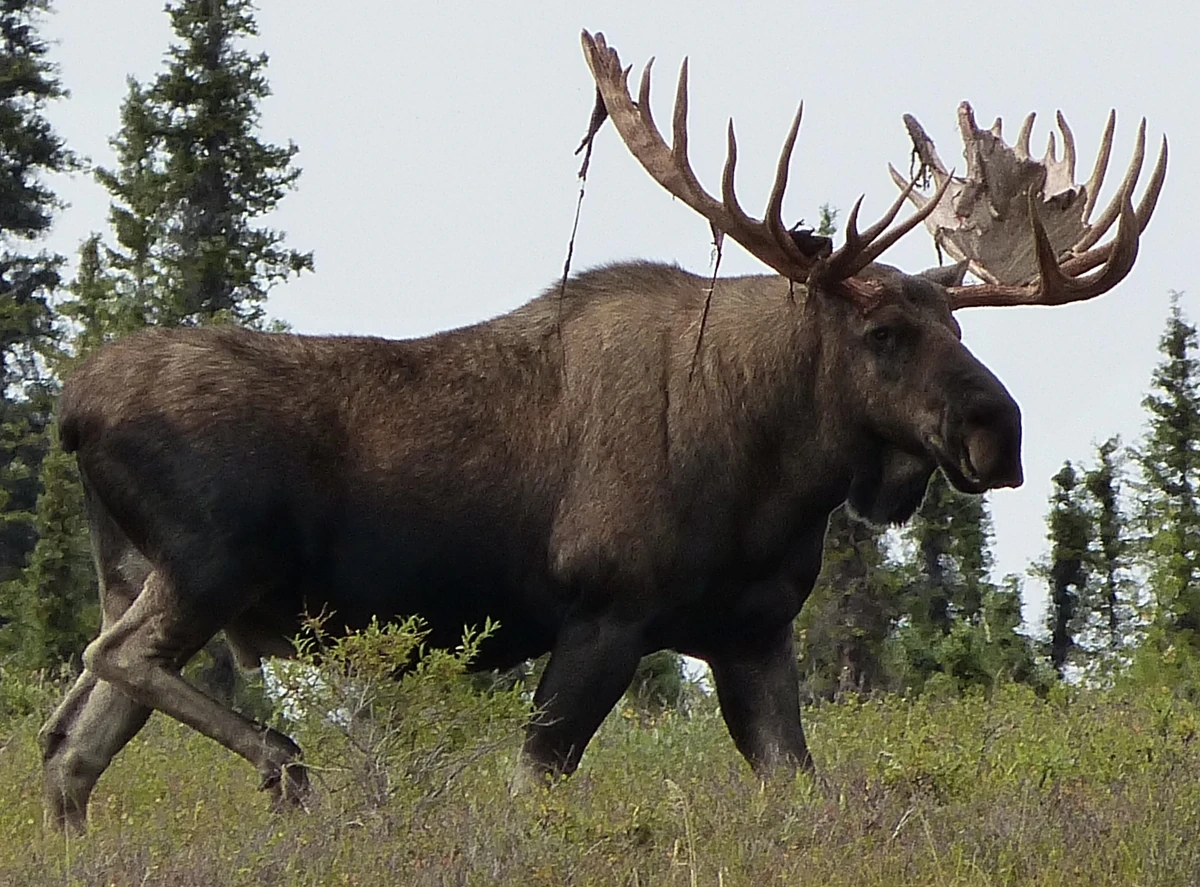 Moose | Khyler’s Imagination Tank Wiki | Fandom