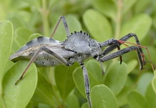 Assassin Bug | Khyler’s Imagination Tank Wiki | Fandom