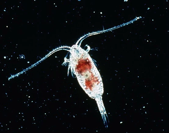 Copepod | Khyler’s Imagination Tank Wiki | Fandom