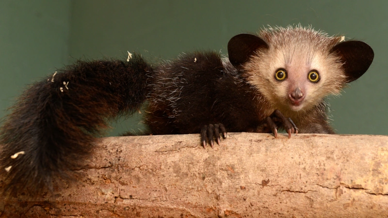 Aye-Aye | Khyler’s Imagination Tank Wiki | Fandom