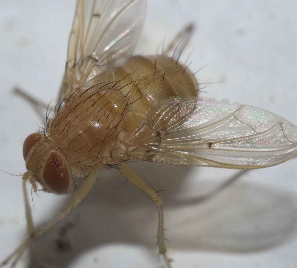 Ormia Fly | Khyler’s Imagination Tank Wiki | Fandom