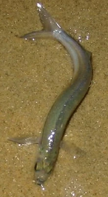 Grunion | Khyler’s Imagination Tank Wiki | Fandom