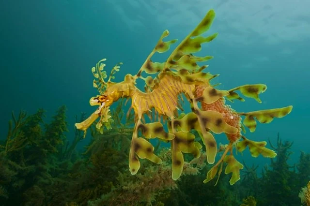 Leafy Sea Dragon | Khyler’s Imagination Tank Wiki | Fandom