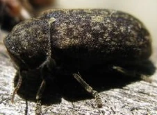 Death Watch Beetle | Khyler’s Imagination Tank Wiki | Fandom
