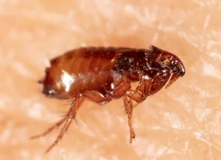 Fleas | Khyler’s Imagination Tank Wiki | Fandom