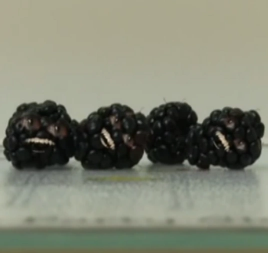 Blackberries | Khyler’s Imagination Tank Wiki | Fandom