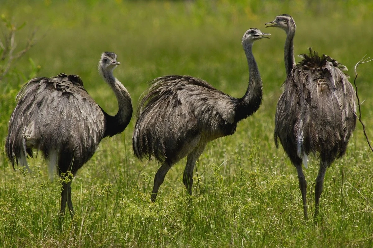 Rhea | Khyler’s Imagination Tank Wiki | Fandom