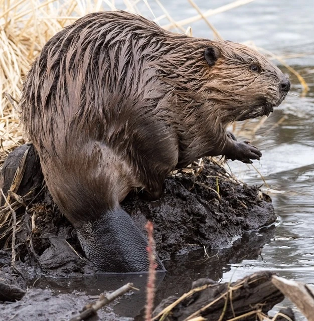 Beavers | Khyler’s Imagination Tank Wiki | Fandom