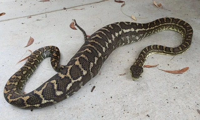 Pythons | Khyler’s Imagination Tank Wiki | Fandom