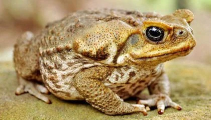 Cane Toad | Khyler’s Imagination Tank Wiki | Fandom