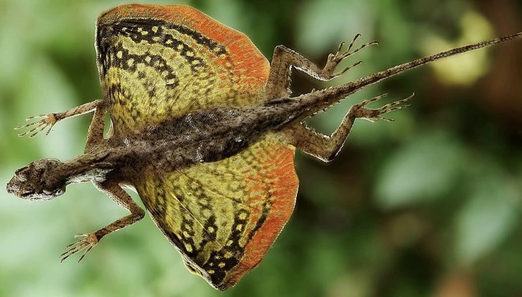 Flying Dragon | Khyler’s Imagination Tank Wiki | Fandom