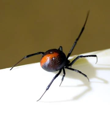 Red-Back Spider | Khyler’s Imagination Tank Wiki | Fandom