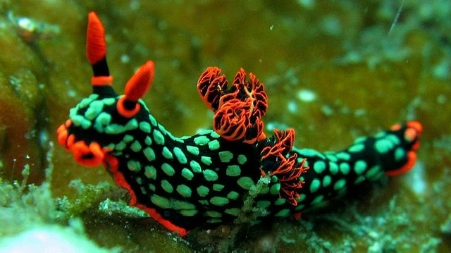 Sea Slug | Khyler’s Imagination Tank Wiki | Fandom