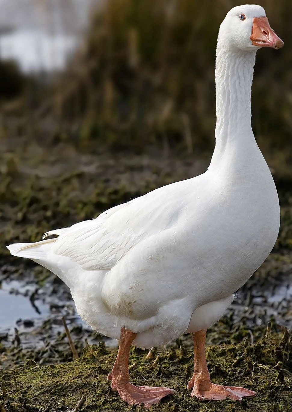 Goose | Khyler’s Imagination Tank Wiki | Fandom