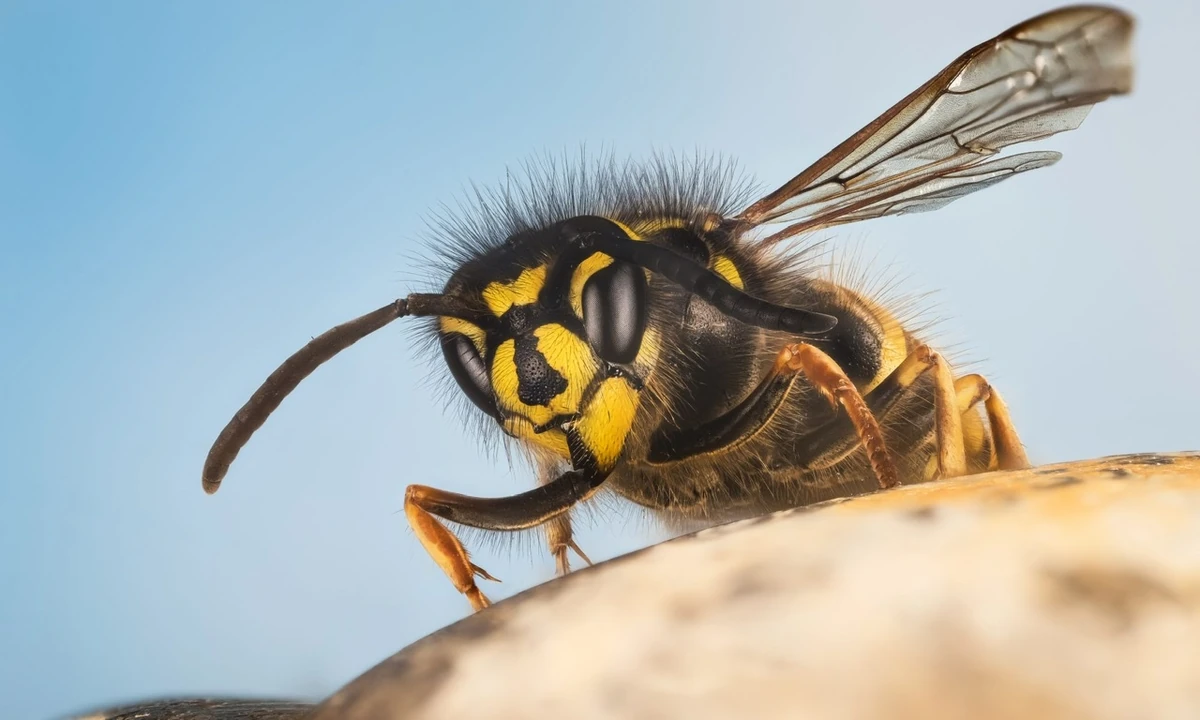 Wasp | Khyler’s Imagination Tank Wiki | Fandom