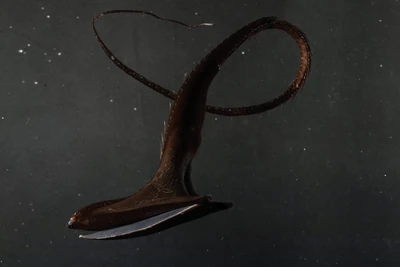 Gulper Eel | Khyler’s Imagination Tank Wiki | Fandom