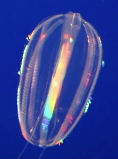 Comb Jellies | Khyler’s Imagination Tank Wiki | Fandom
