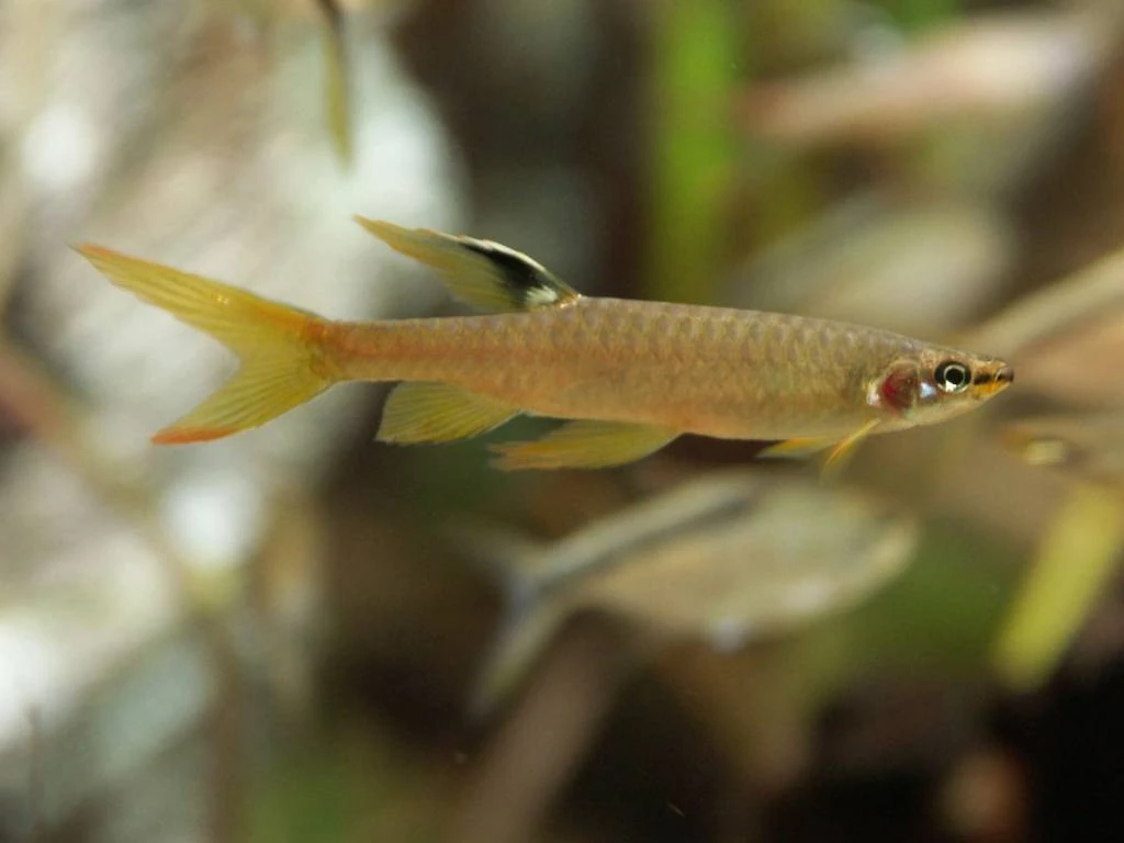 Spraying Characin | Khyler’s Imagination Tank Wiki | Fandom