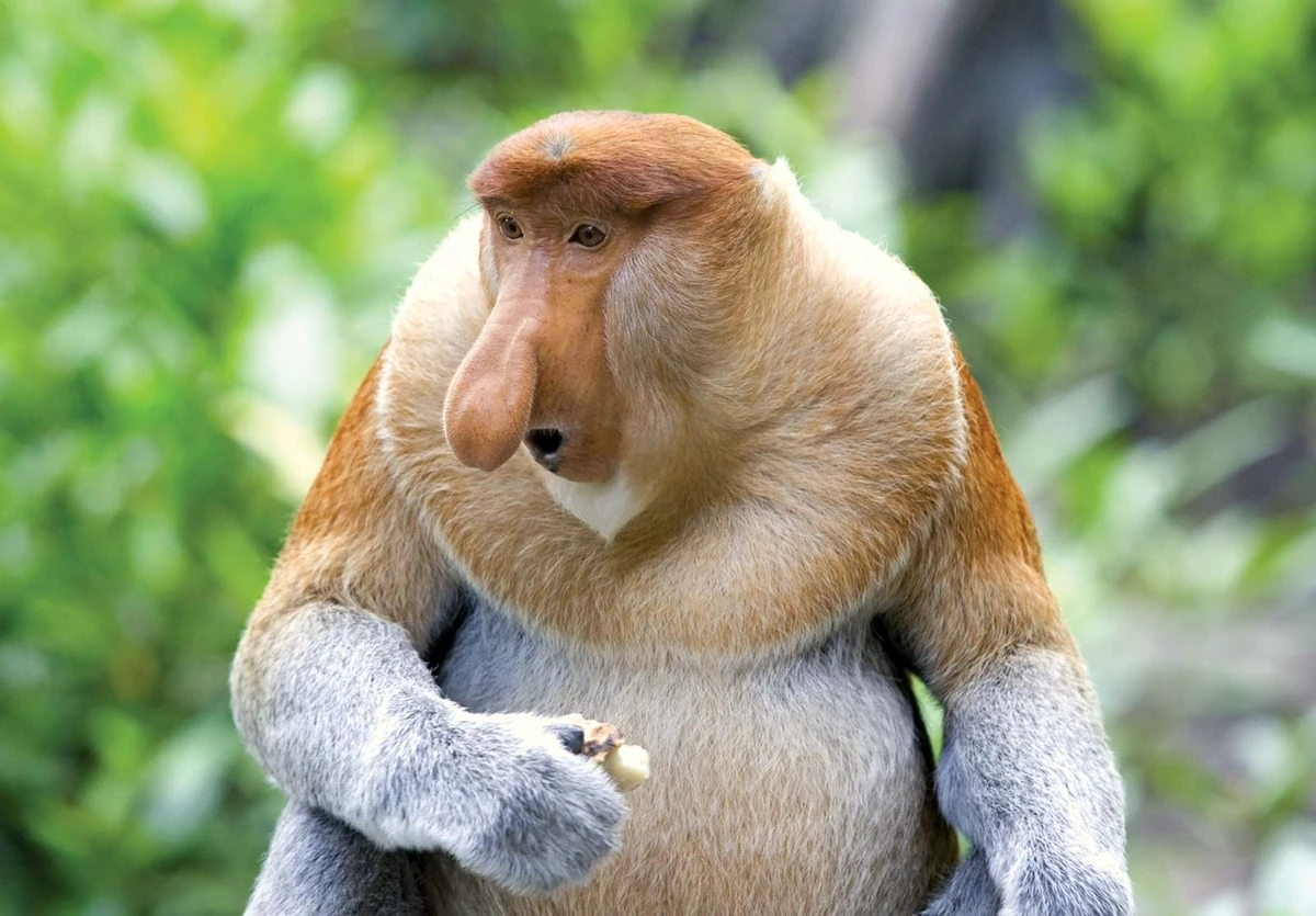 Proboscis Monkey | Khyler’s Imagination Tank Wiki | Fandom