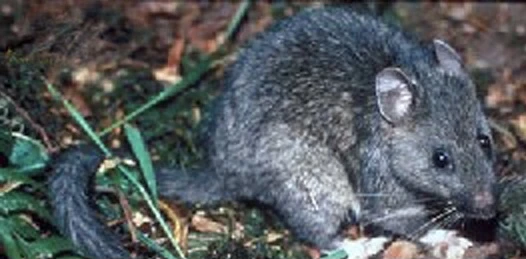 Pack Rat | Khyler’s Imagination Tank Wiki | Fandom