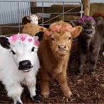 Lleh Williams | Kickinggroup Wiki | Fandom