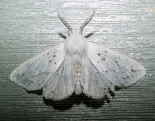 Icelus | Kid Celephais Wiki | Fandom