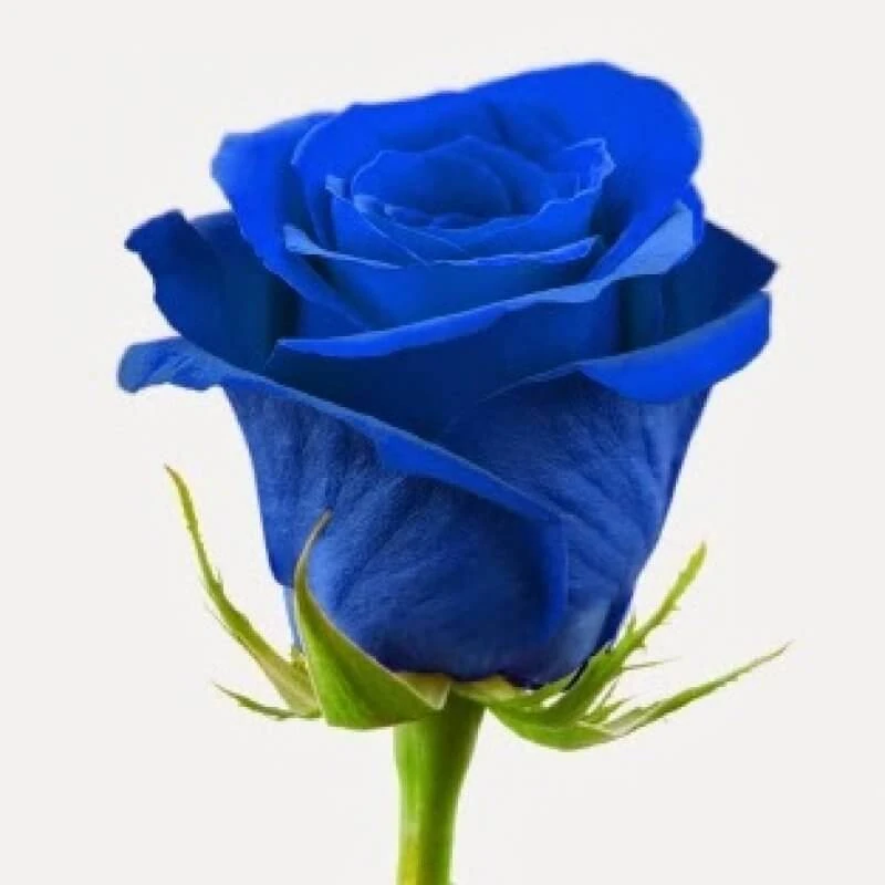 Single Blue Rose Flower