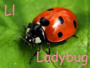 Animal Alphabet | KidPedia Wikia | Fandom