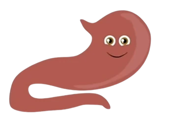 Stomach | Kids Learning Tube Wiki | Fandom