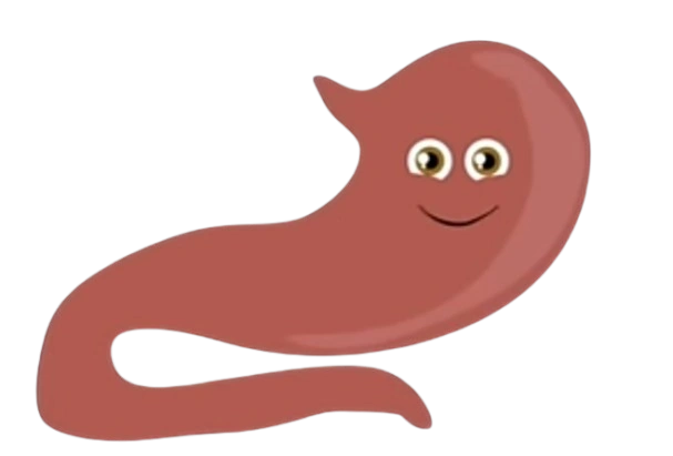 Stomach | Kids Learning Tube Wiki | Fandom