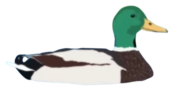 Duck | Kids Learning Tube Wiki | Fandom