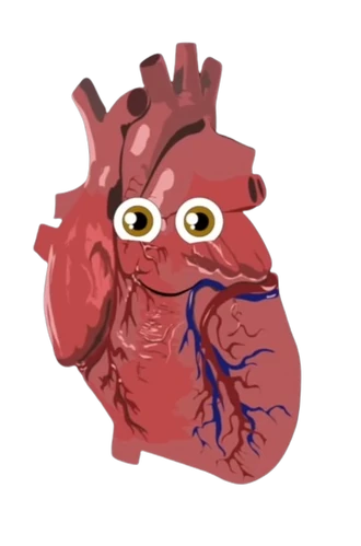 Heart | Kids Learning Tube Wiki | Fandom