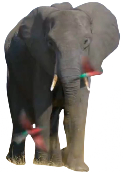 Gaia (2020 Elephant) | Kill Count Wiki | Fandom
