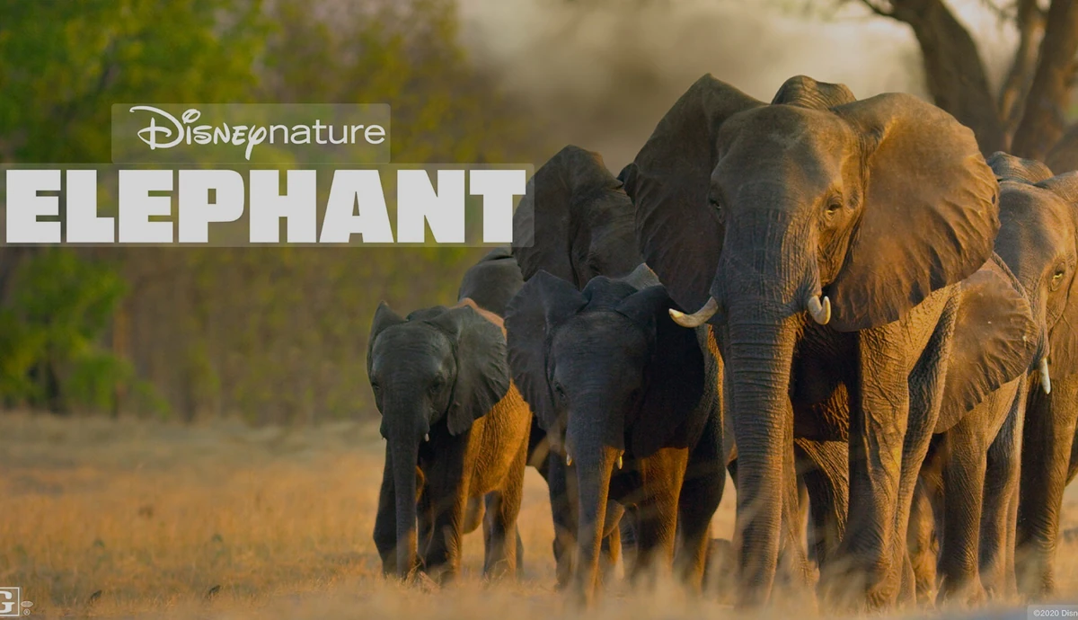 Elephant (2020): Kill Count | Kill Count Wiki | Fandom