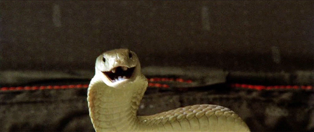 Black Mamba Snake Attack