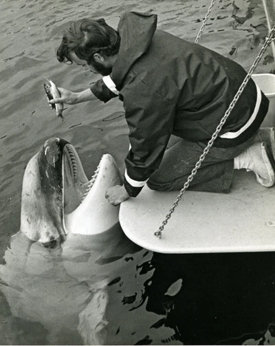 Photos of Chimo | Killer Whale Wiki | Fandom