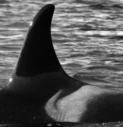 Photos of J17 Princess Angeline | Killer Whale Wiki | Fandom
